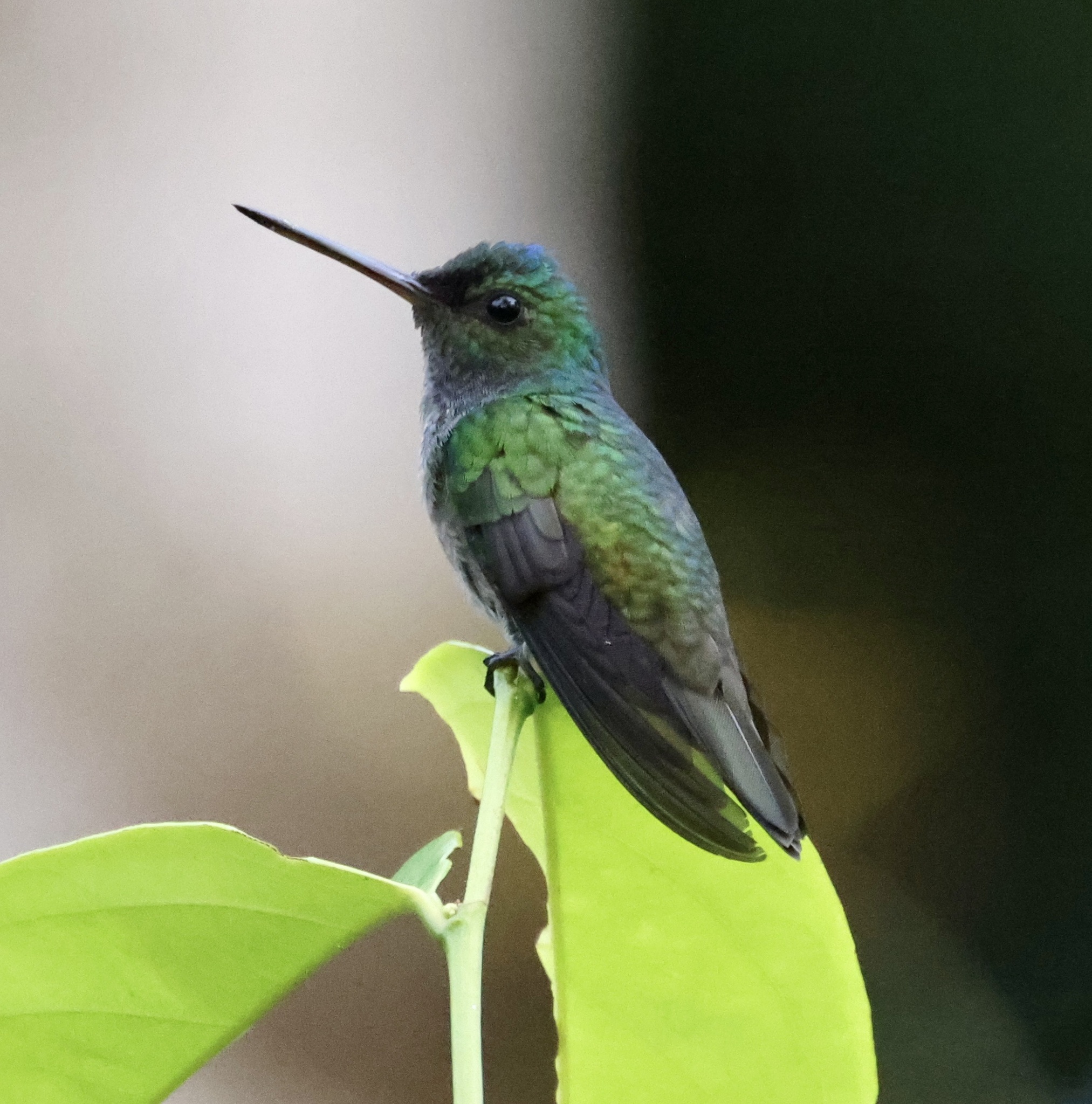 Polyerata decora Salvin, 1891