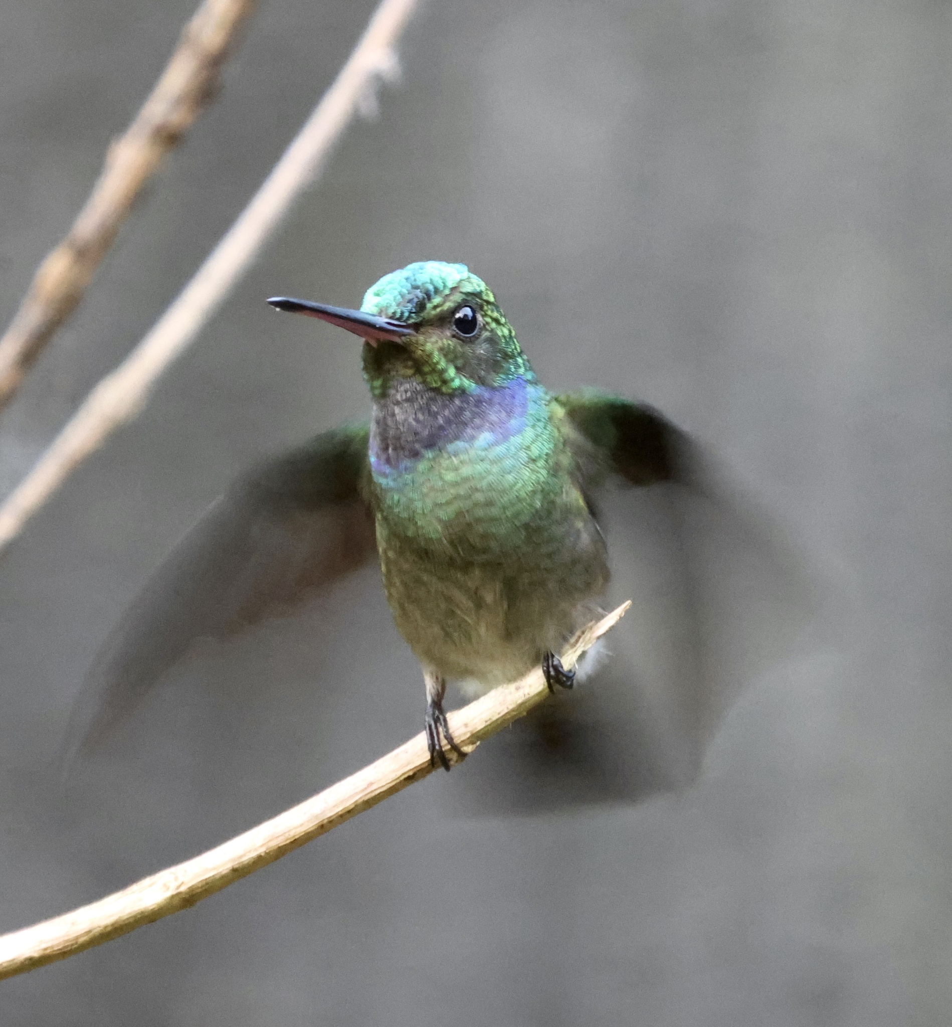 Polyerata decora Salvin, 1891