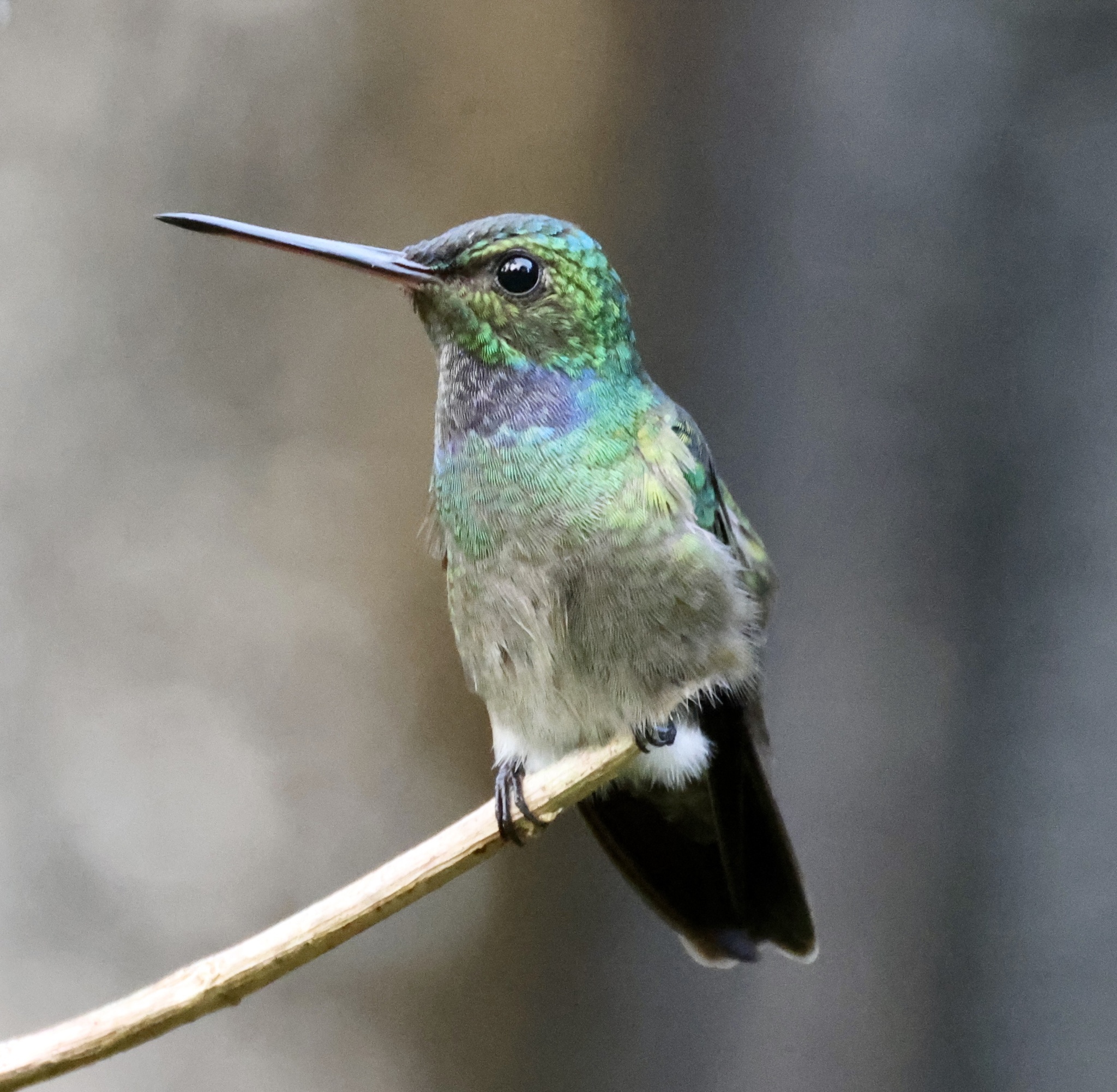 Polyerata decora Salvin, 1891