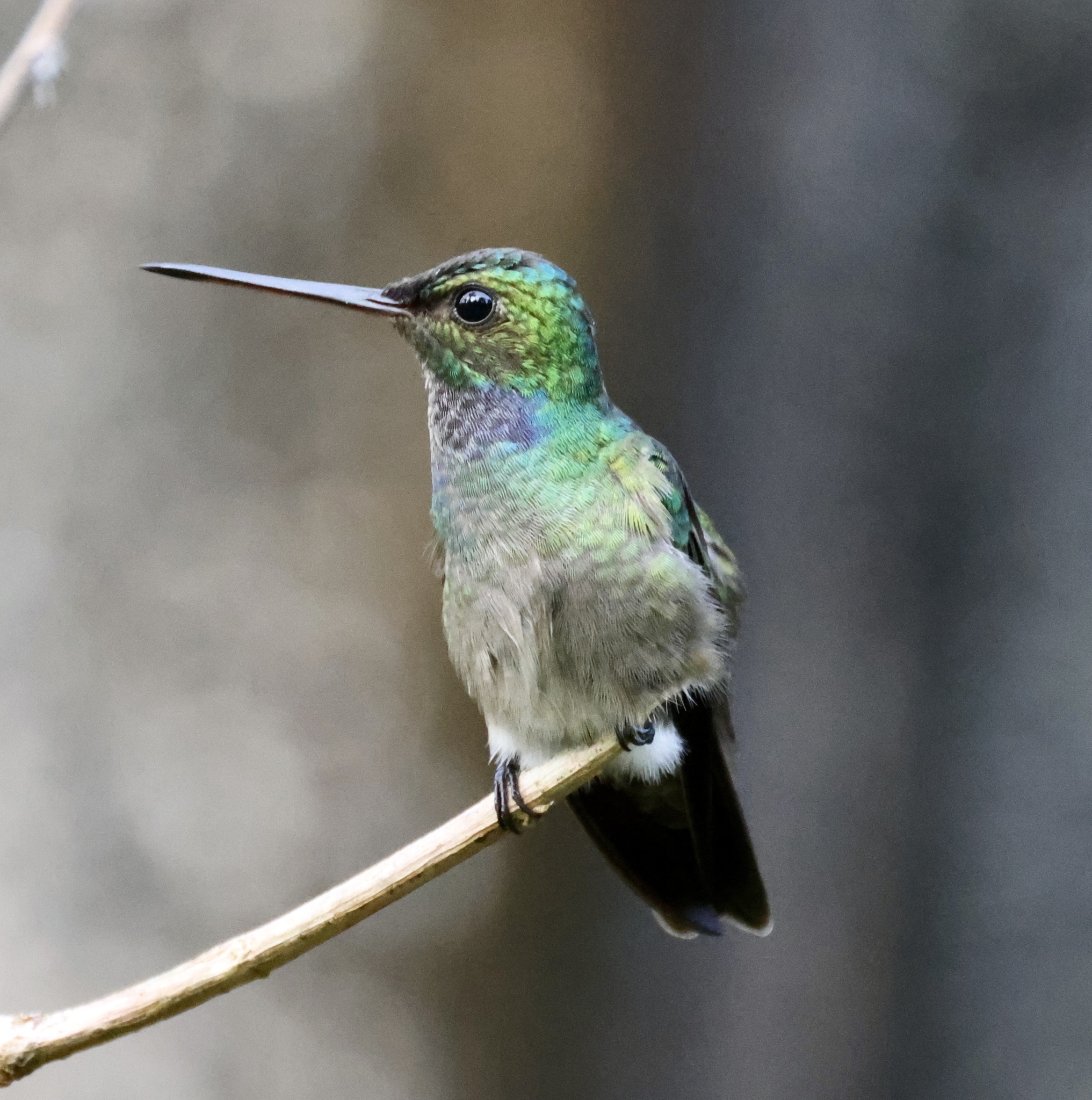 Polyerata decora Salvin, 1891