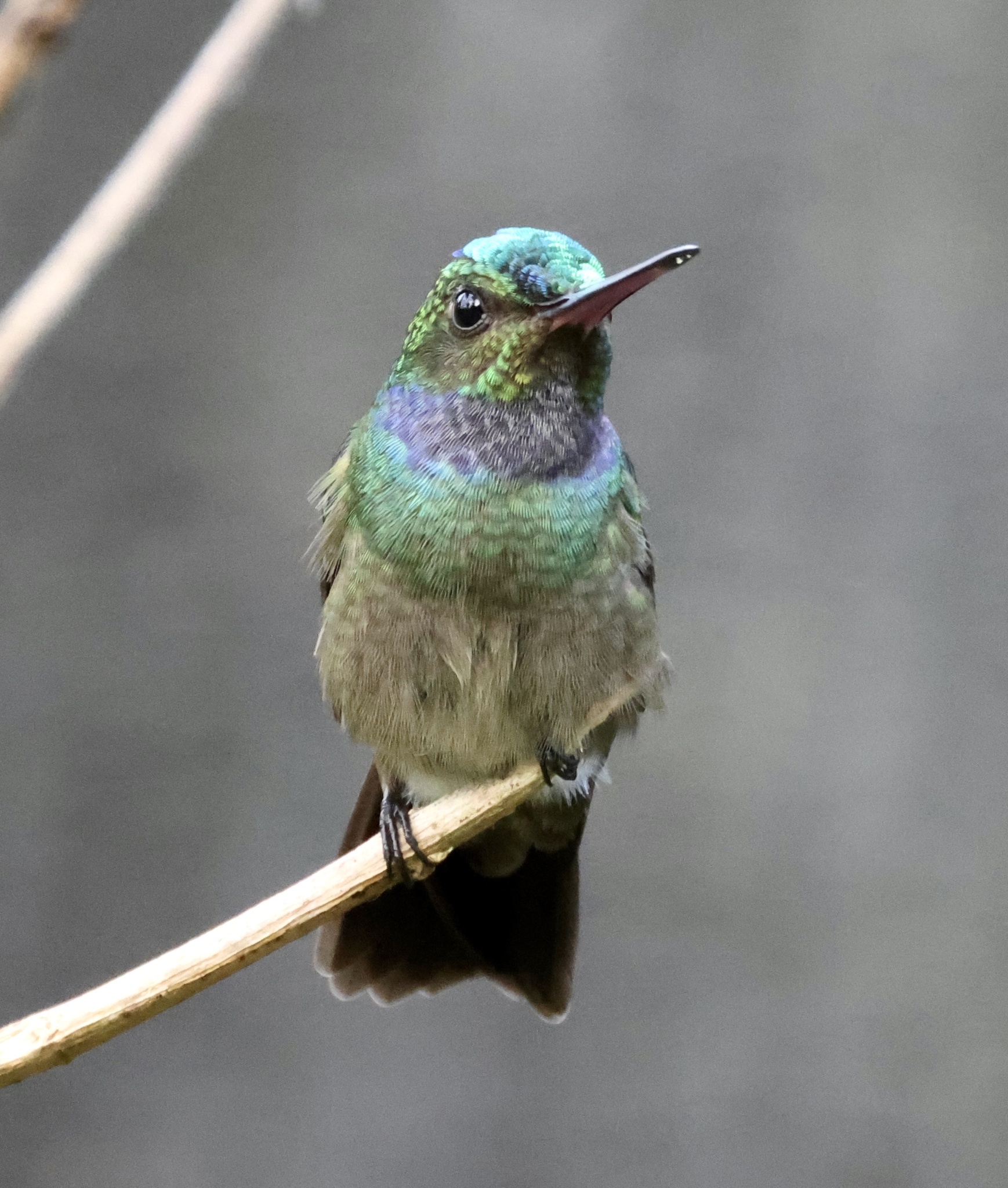 Polyerata decora Salvin, 1891