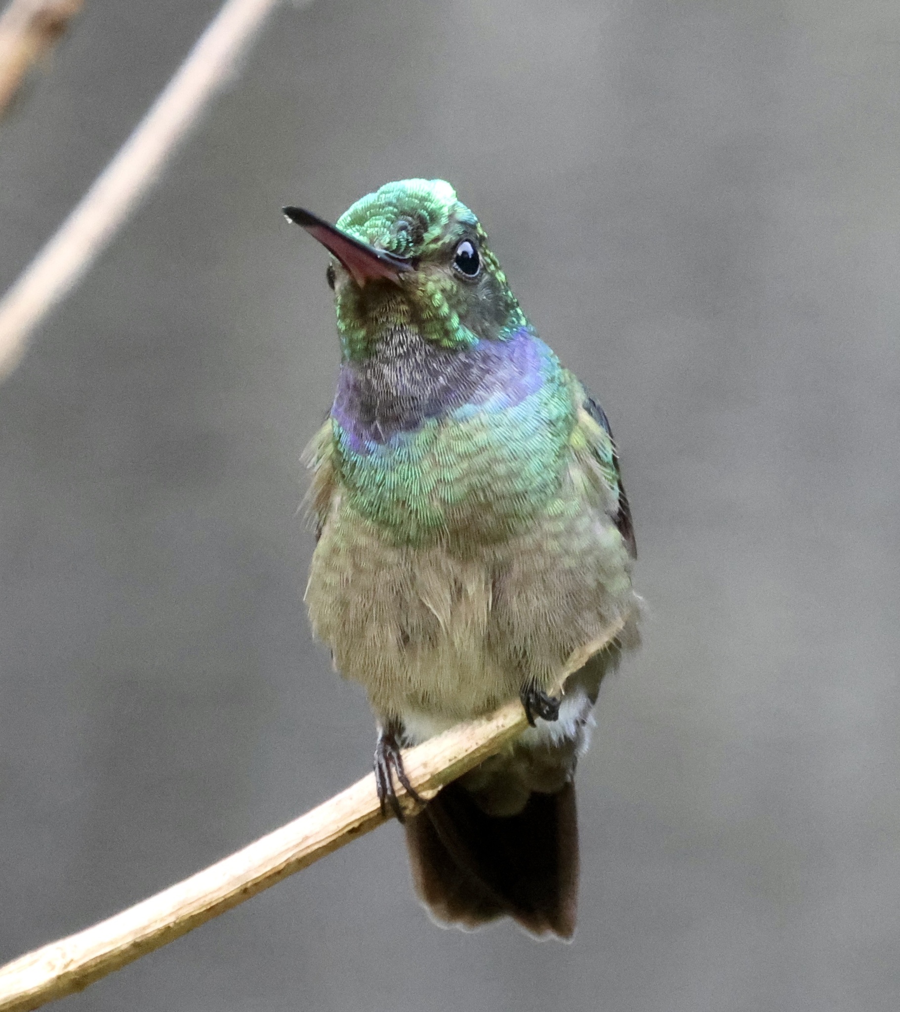 Polyerata decora Salvin, 1891