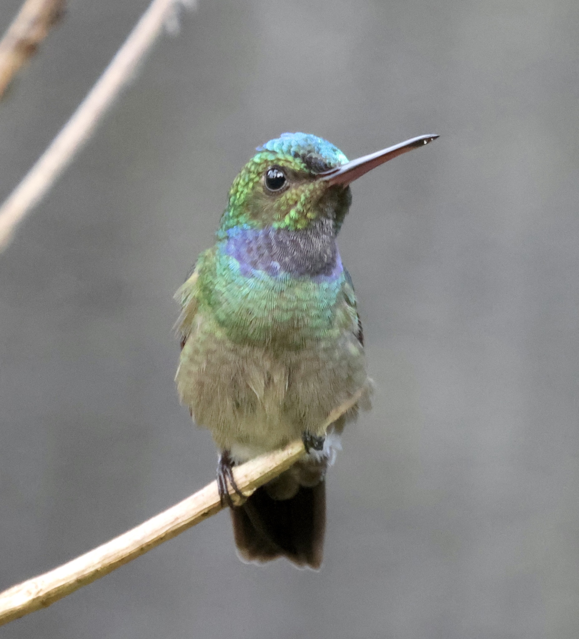 Polyerata decora Salvin, 1891