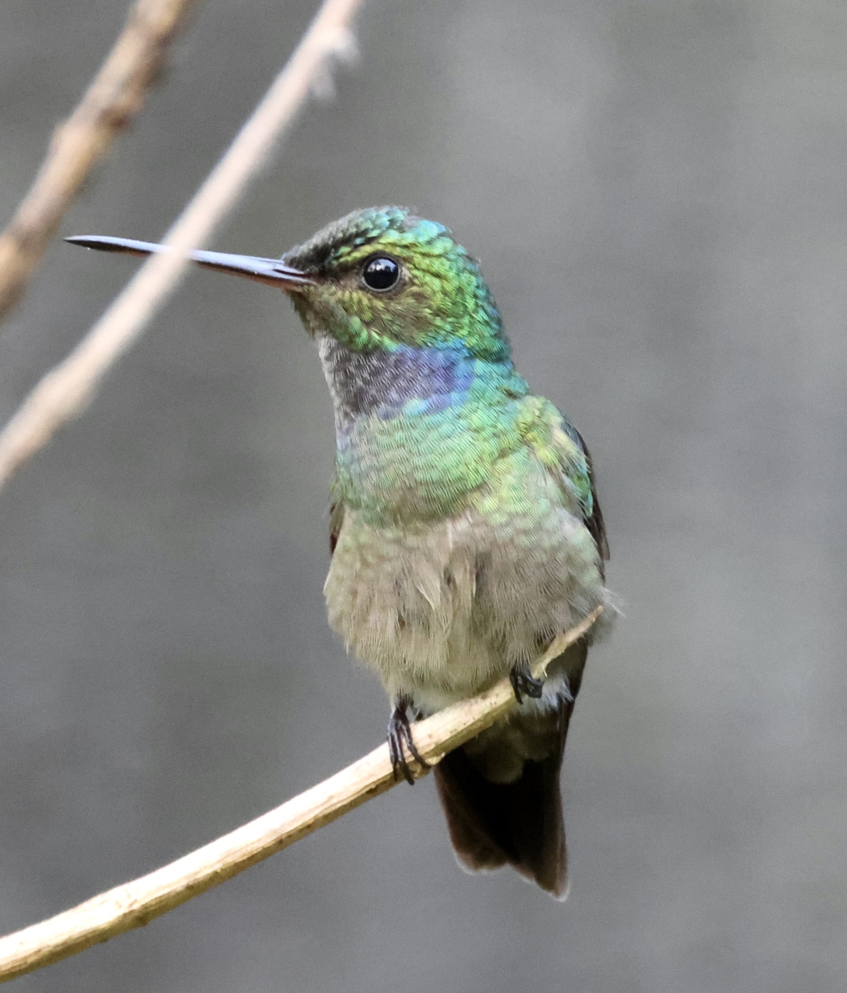 Polyerata decora Salvin, 1891