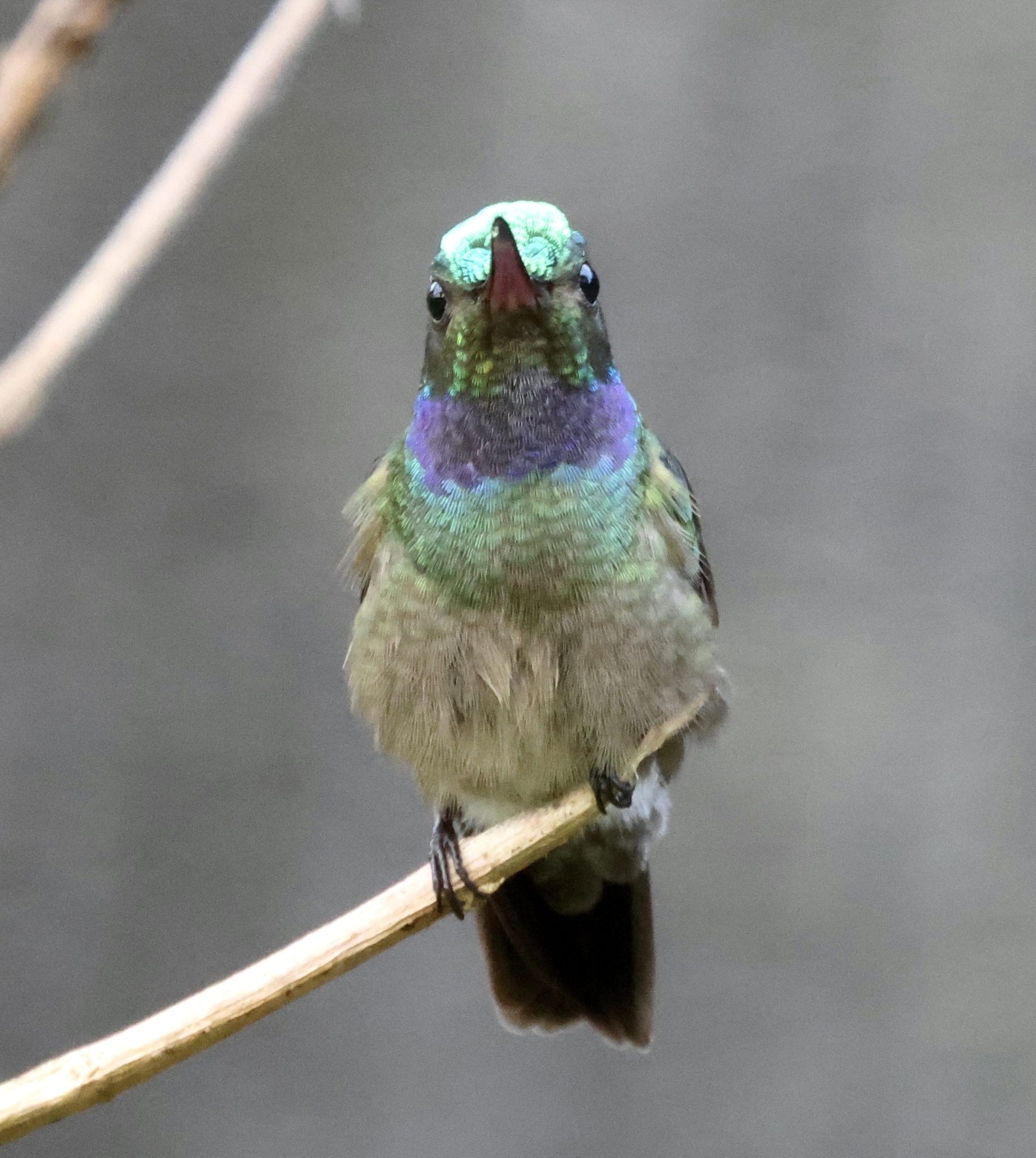 Polyerata decora Salvin, 1891