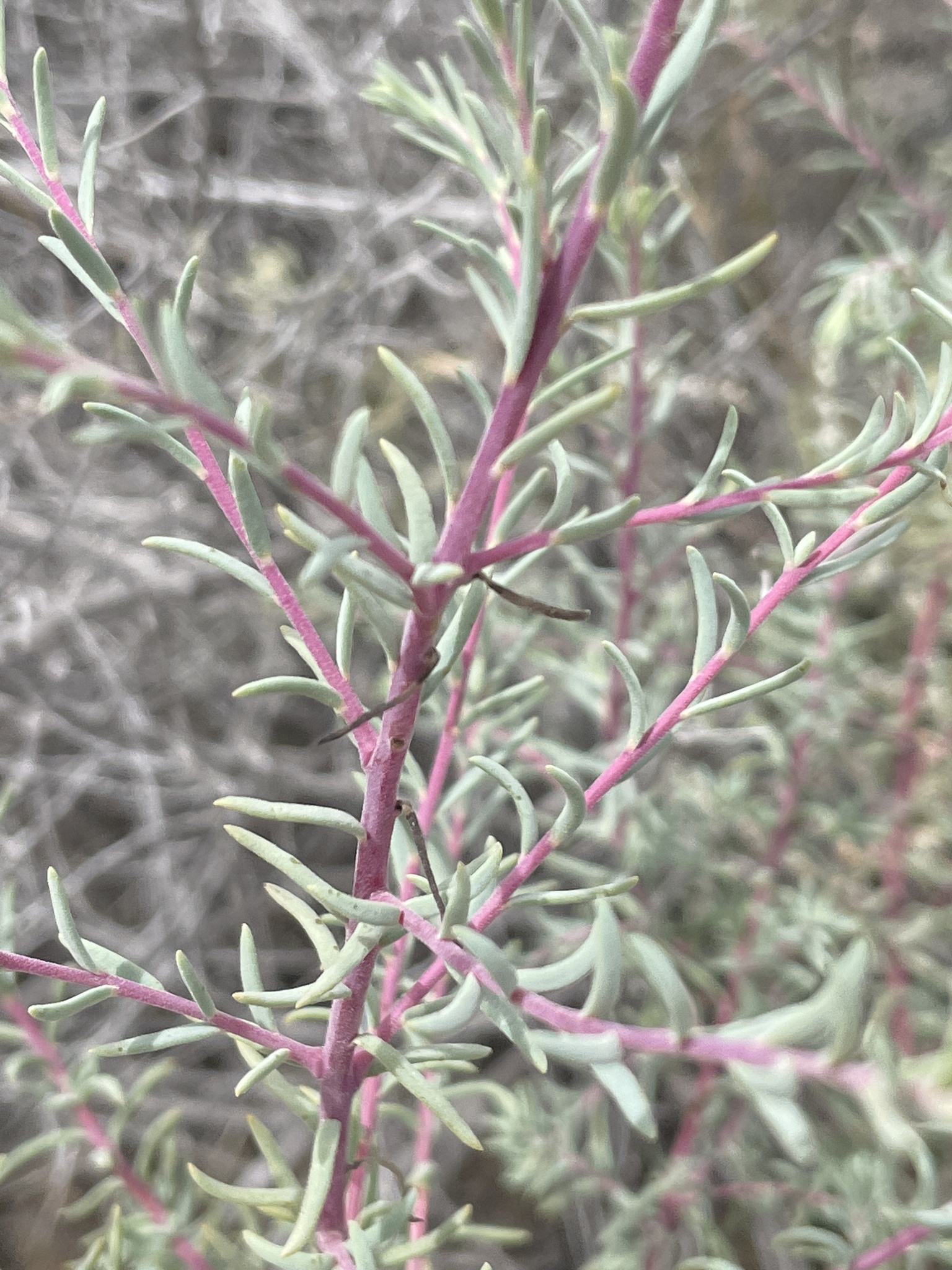 Suaeda nigra (Raf.) J.F.Macbr.