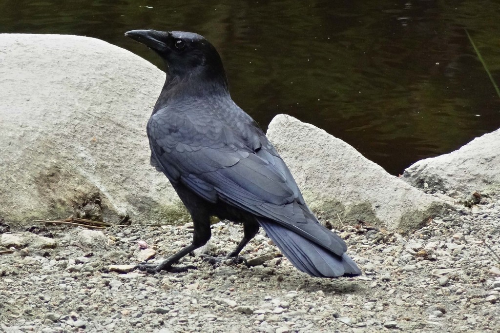 American Crow from Stanley Park, Vancouver, BC, Canada on April 21 ...