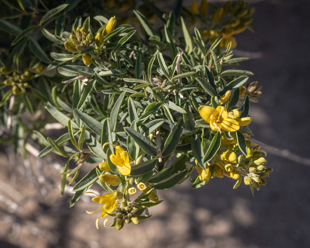 Bladderpod from Kern County, CA, USA on March 28, 2023 at 09:05 AM by ...