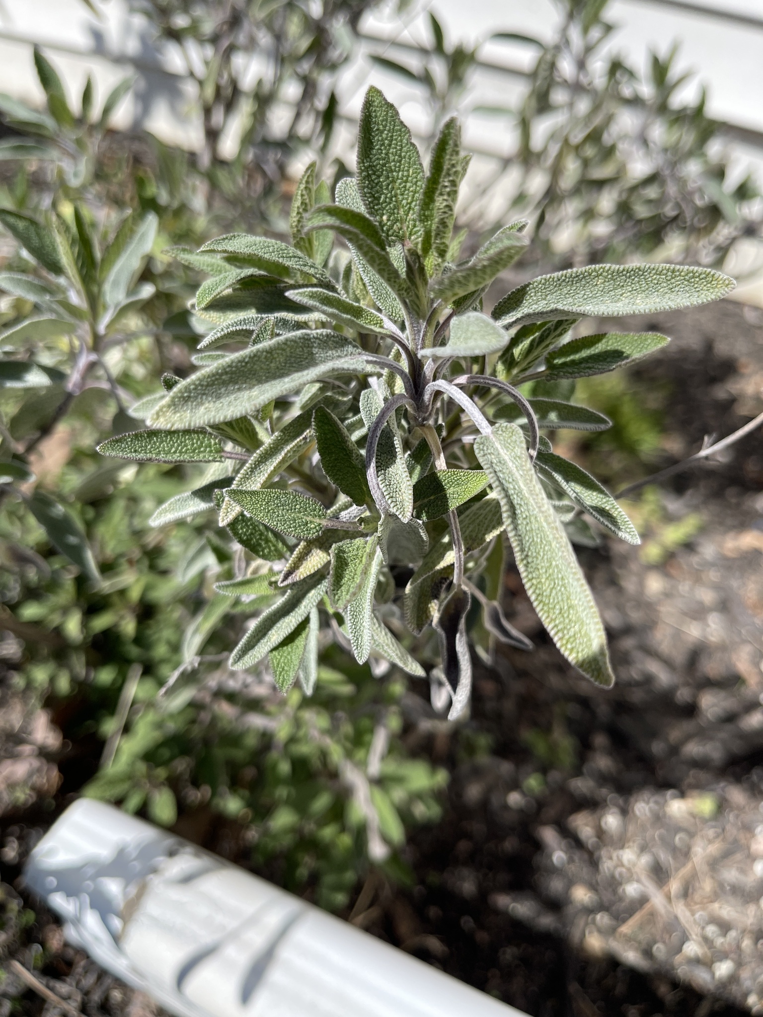 Salvia officinalis L.