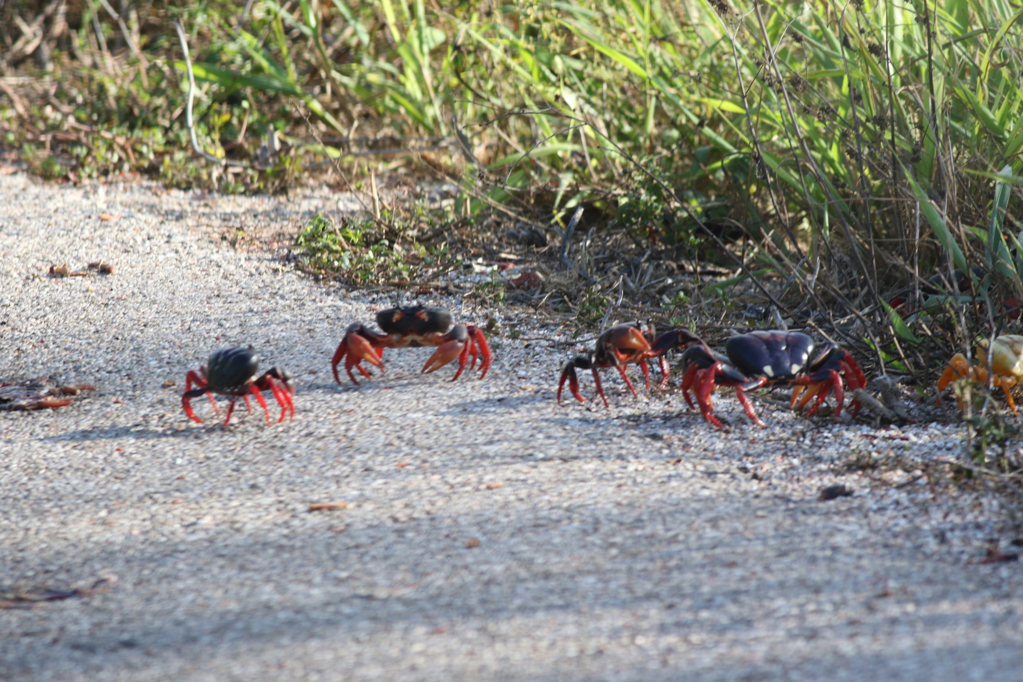 Gecarcinus ruricola (Linnaeus, 1758)