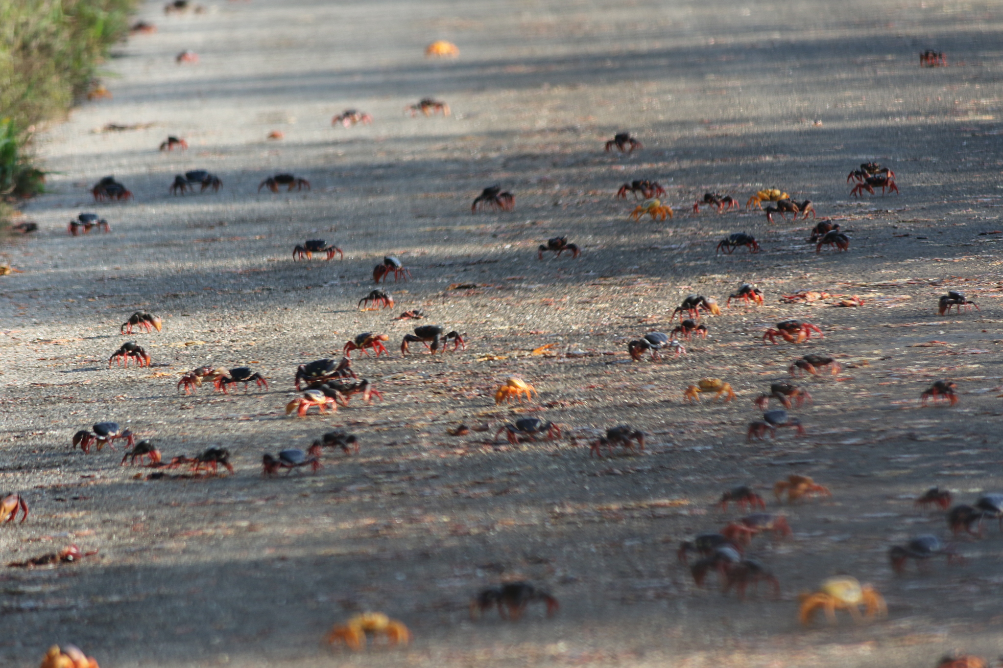 Gecarcinus ruricola (Linnaeus, 1758)