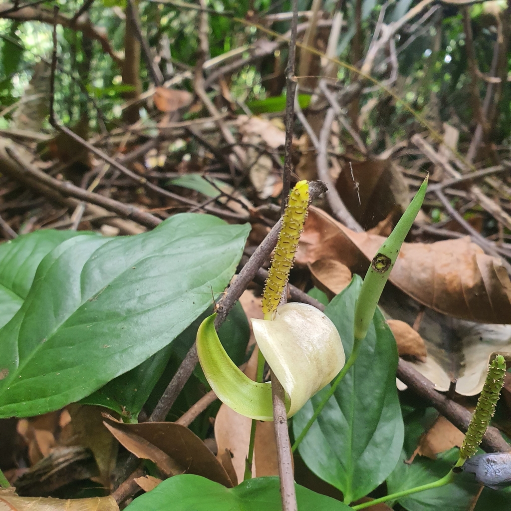 Anadendrum montanum from Bukit Timah Nature Reserve on March 26, 2023 ...