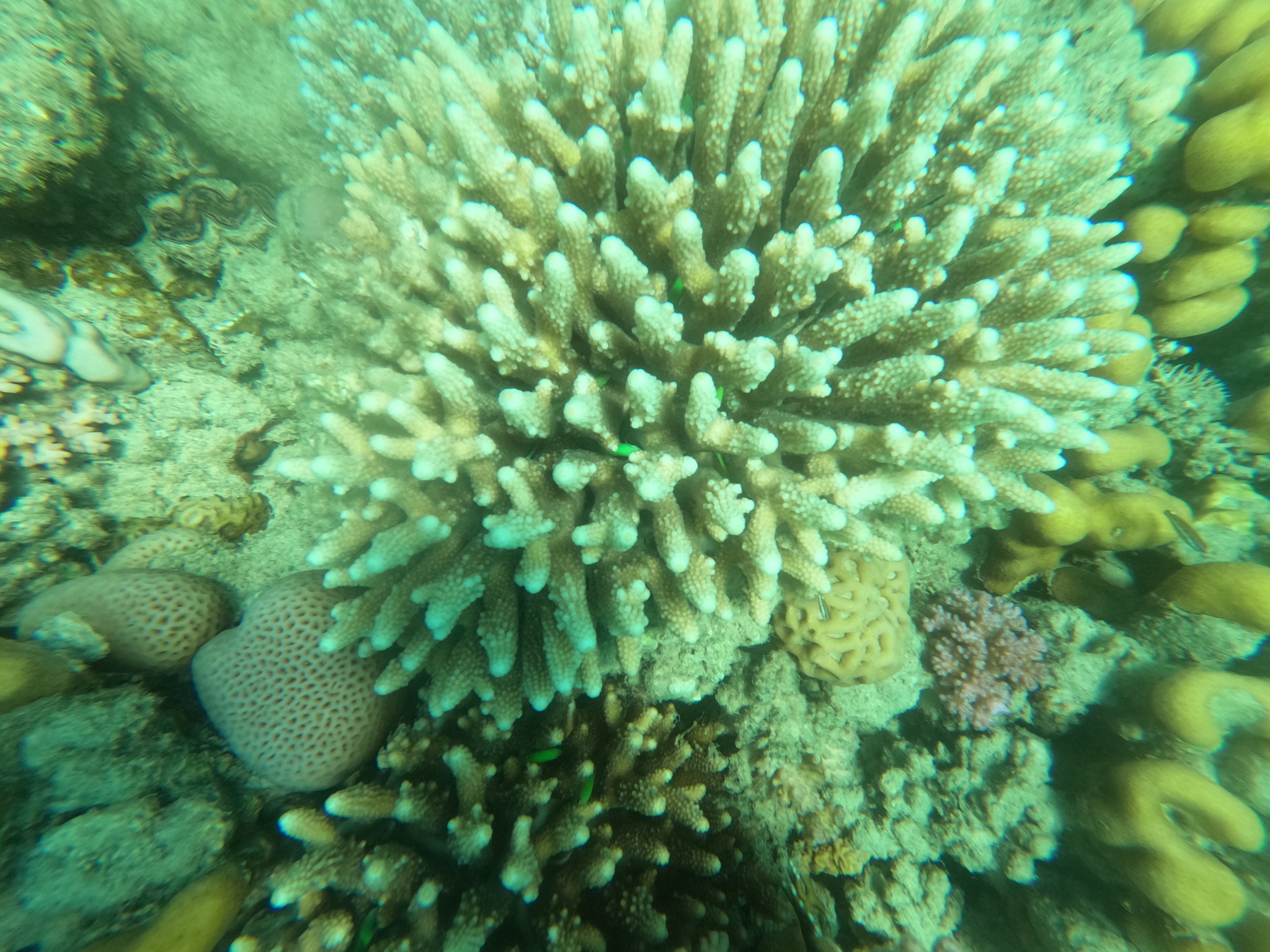 Acropora humilis (Dana, 1846)