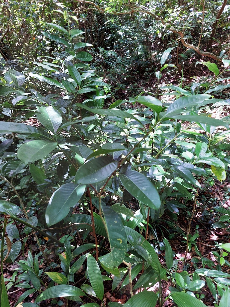 Native Olive in August 2022 by 胡正恆(Jackson Hu) · iNaturalist