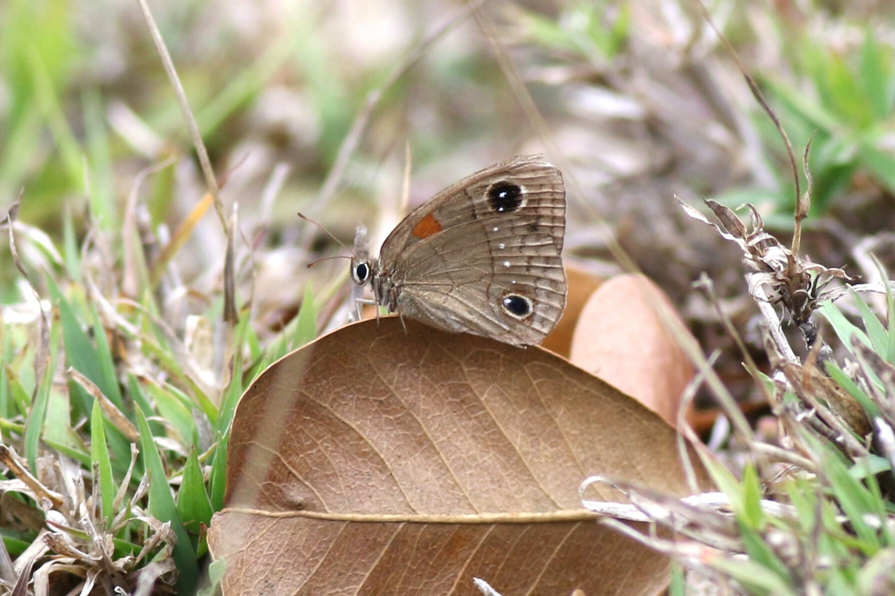 Calisto herophile Hübner, 1823