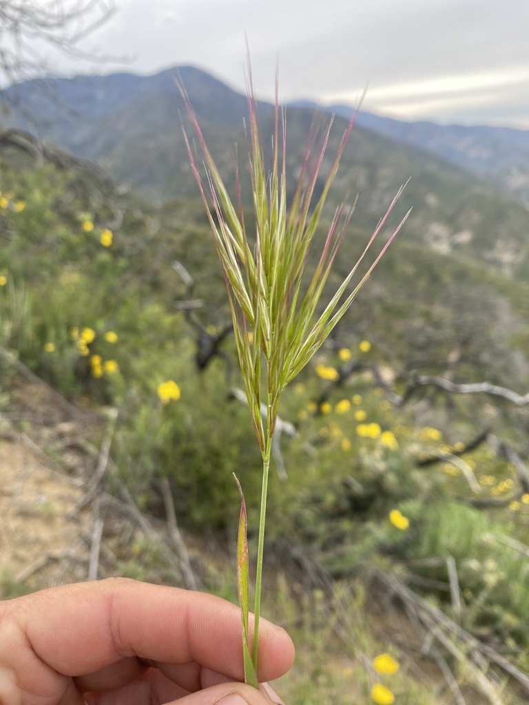 Red Brome from Cleveland National Forest, Corona, CA, US on March 31 ...