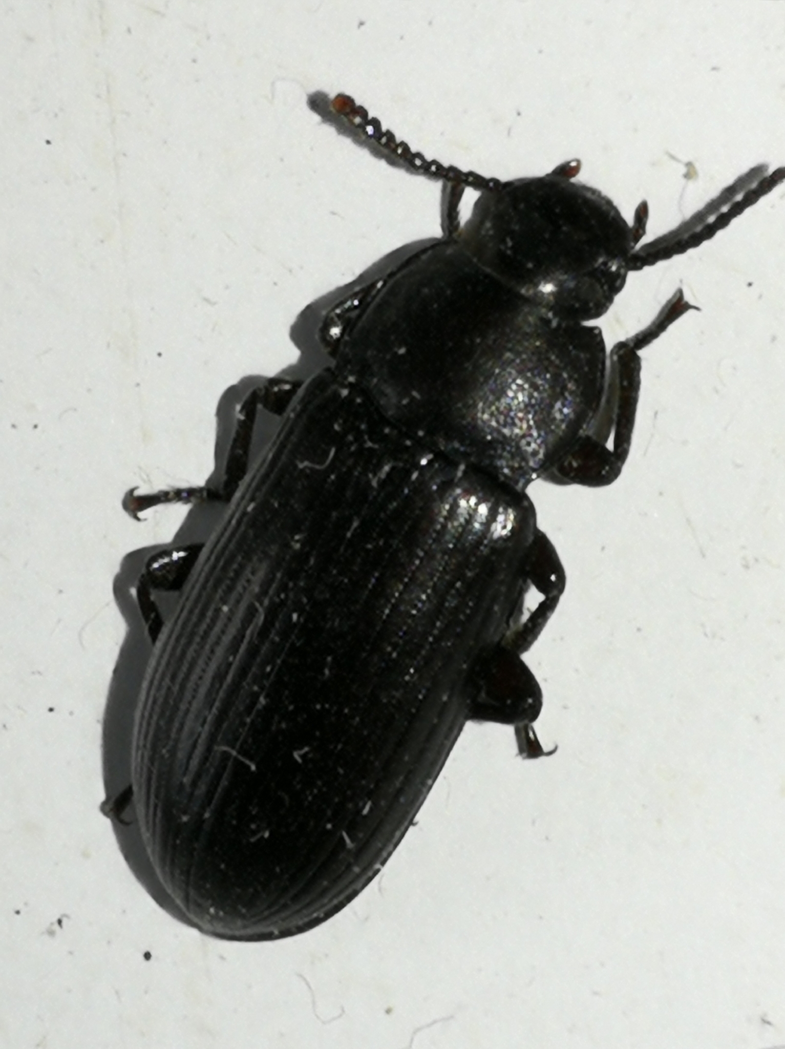 Tenebrio molitor Linnaeus, 1758