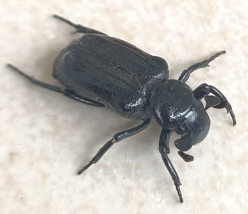 Clinterocera anthracina · iNaturalist