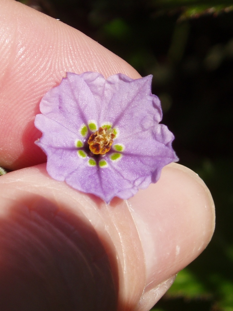 Bluewitch Nightshade (Solanum umbelliferum) (Black Mountain Nature ...