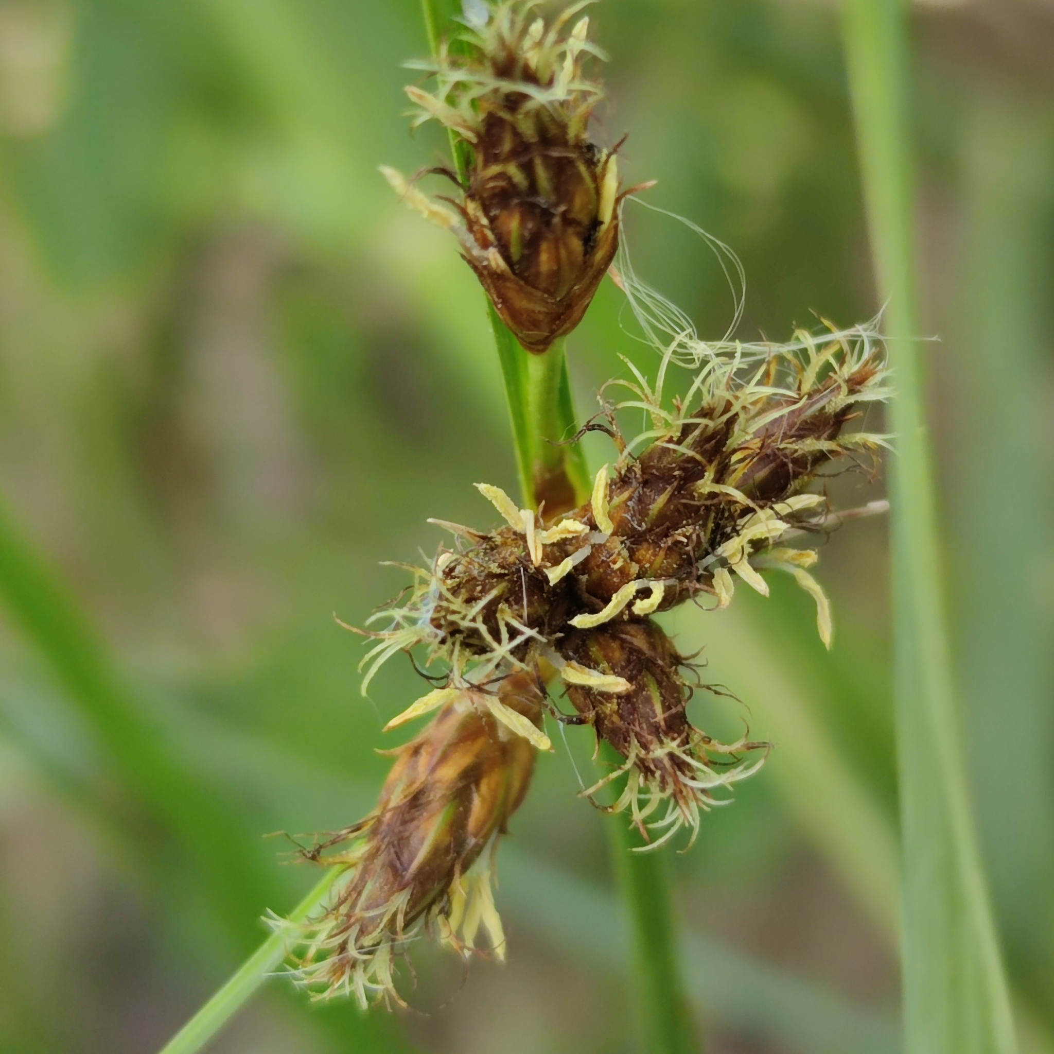 Bolboschoenus maritimus (L.) Palla