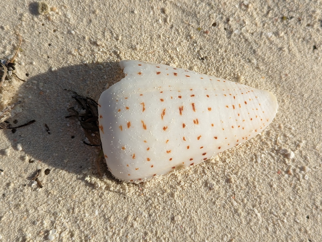 Beech Cone from Maldives on March 25, 2023 at 05:06 PM by Zoltán ...