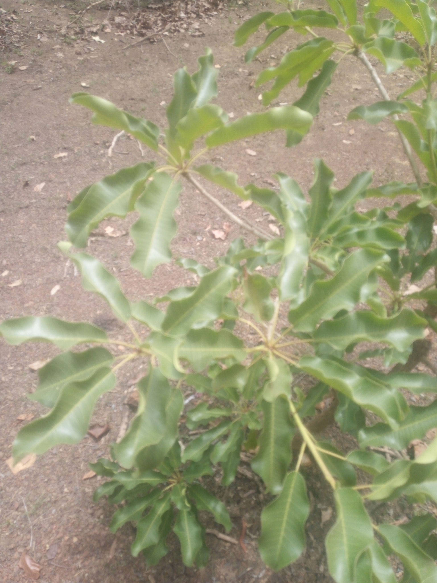 Vitellaria paradoxa C.F.Gaertn.