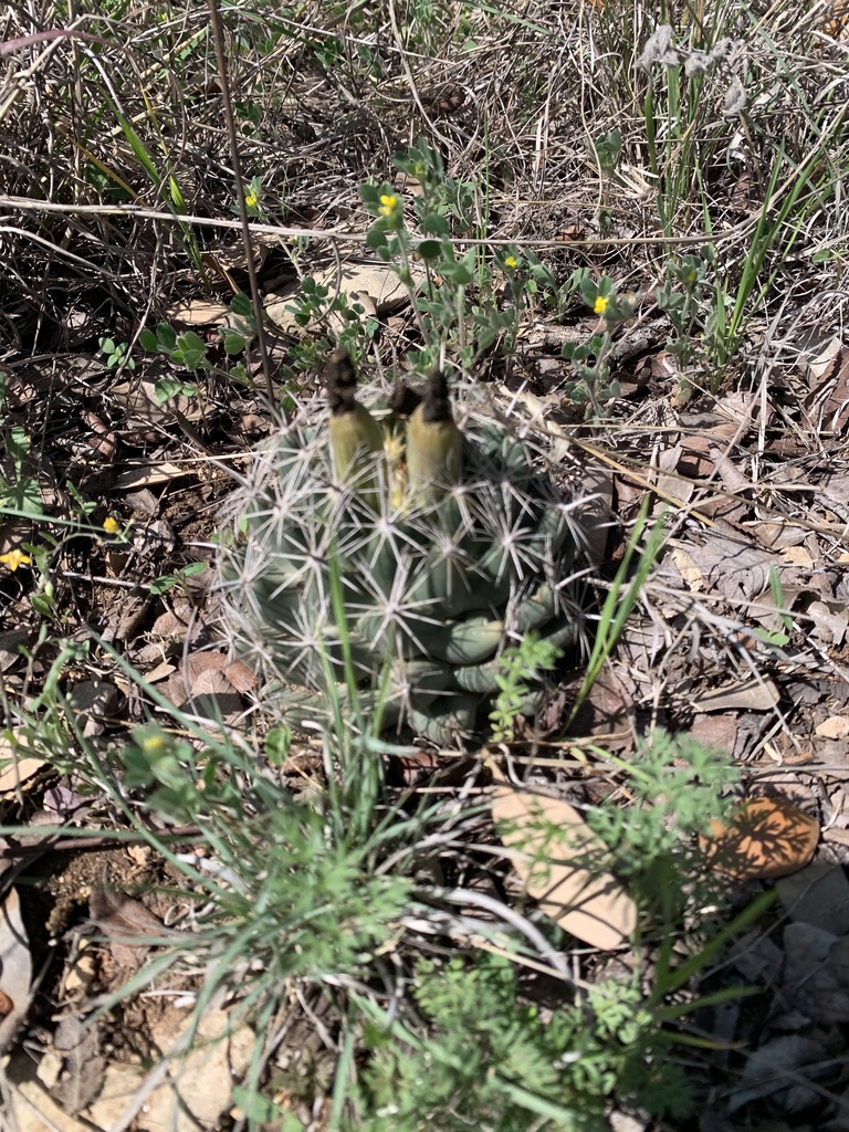 Grooved nipple cactus from Lanier Ranch Rd, Driftwood, TX, US on April ...