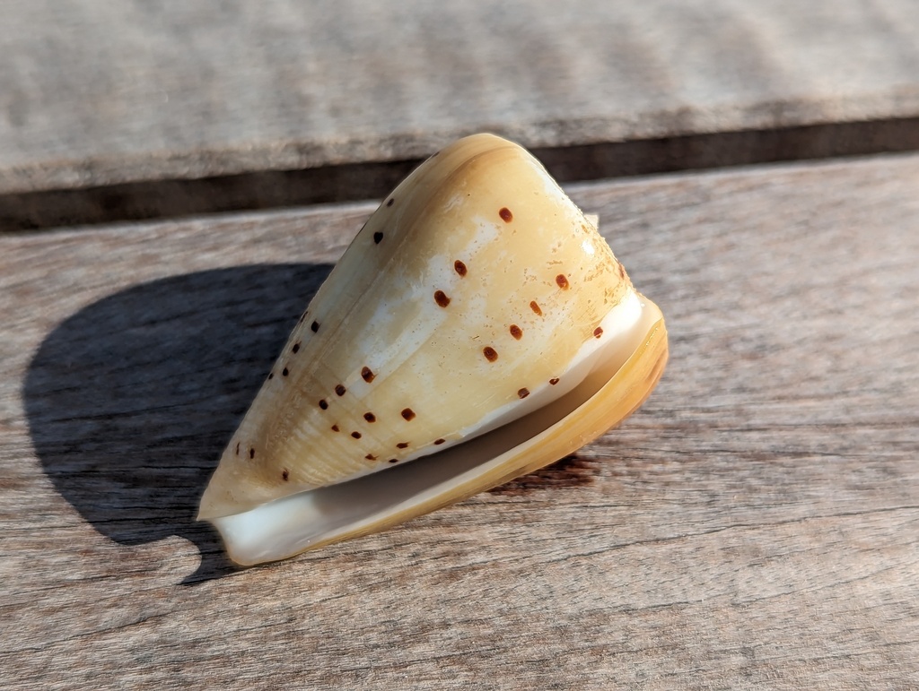 Ivory Cone from Kaafu Atoll, Maldives on March 28, 2023 at 04:02 PM by ...