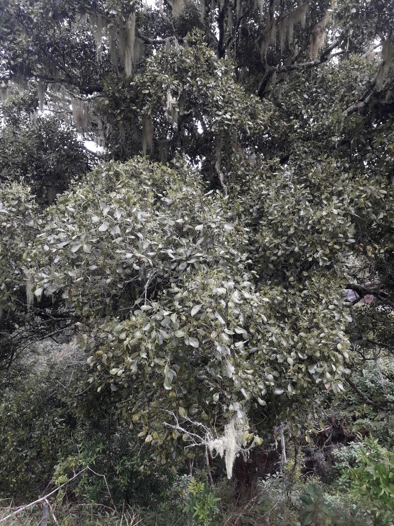 Elaeodendron curtipendulum from Norfolk Island on April 1, 2023 at 04: ...