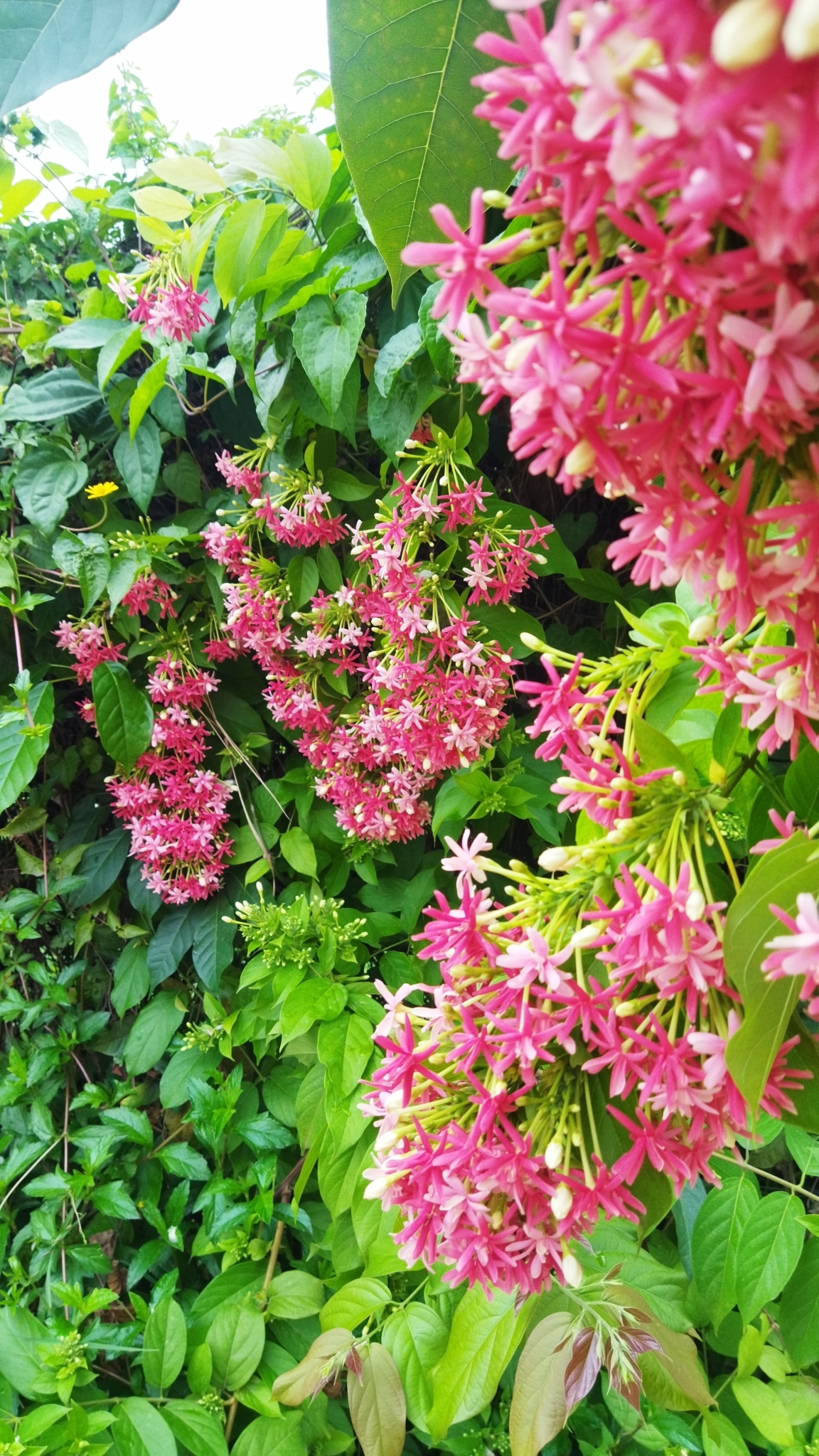 Combretum indicum (L.) Jongkind