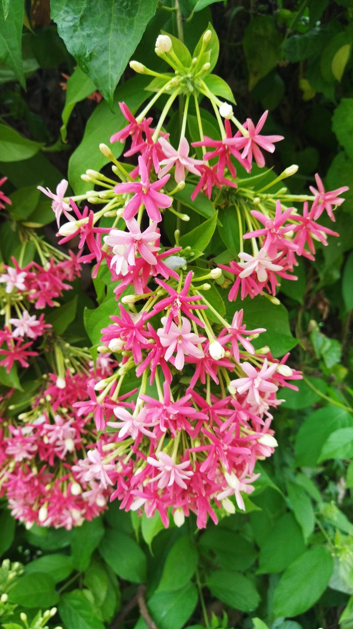 Combretum indicum (L.) Jongkind