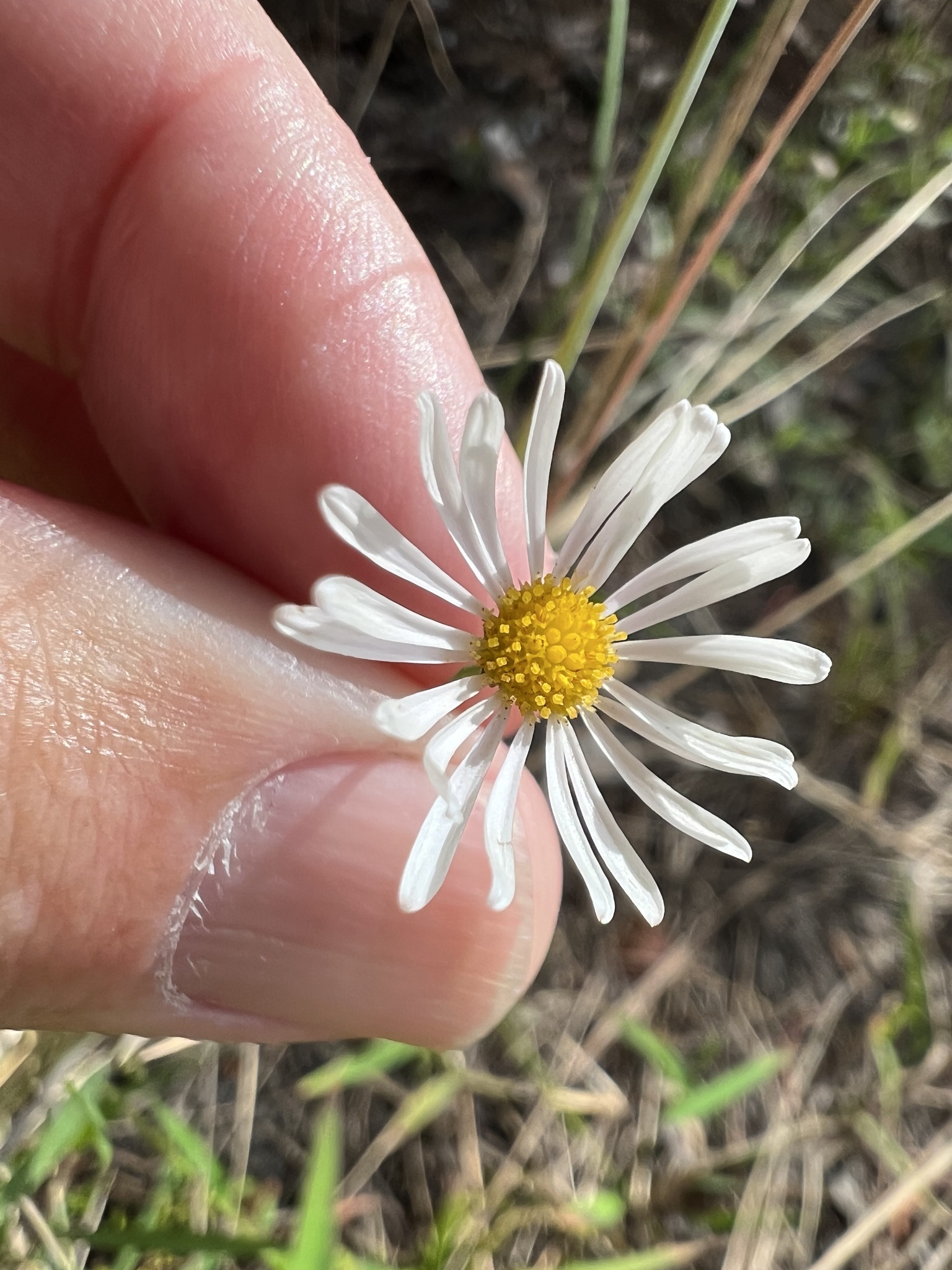Boltonia diffusa Elliott