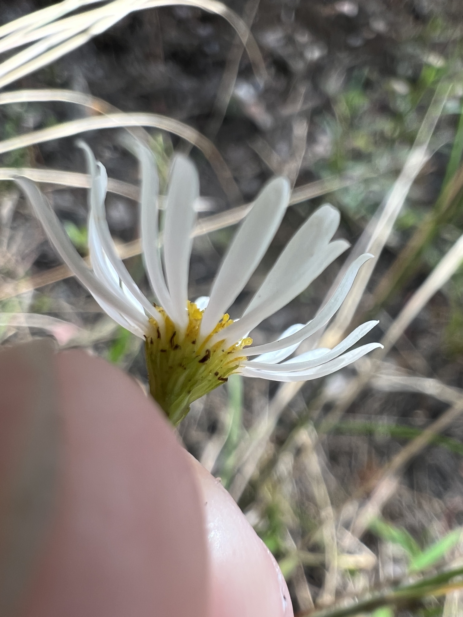 Boltonia diffusa Elliott