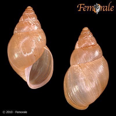 whitewashed rabdotus (Terrestrial Mollusks of Alabama) · iNaturalist