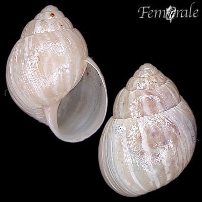 whitewashed rabdotus (Terrestrial Mollusks of Alabama) · iNaturalist