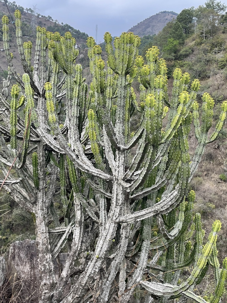 Sullu Spurge from Mandi Bajaura Road, Mandi, HP, IN on April 1, 2023 at ...