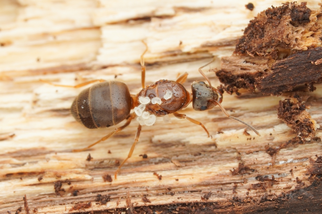 central european bicolored ant from Porte Dauphine, Paris, France on ...