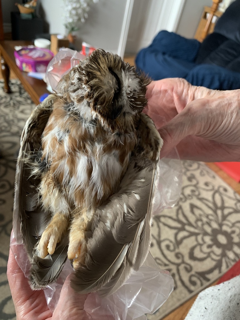 Northern Saw-whet Owl from Newfoundland, Isle aux Morts, NL, CA on ...