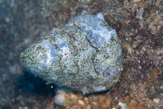 Toothed Top Shell from Dunraven wreck, Beacon Rock Ras Mohammed Qesm ...