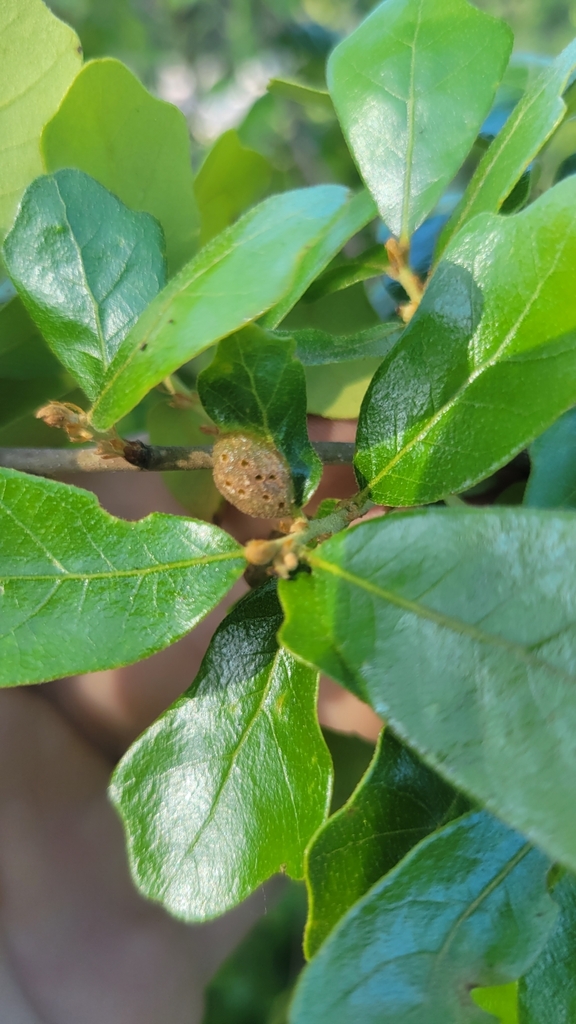 Neuroterus quercusirregularis from South Venice, FL, USA on April 01 ...