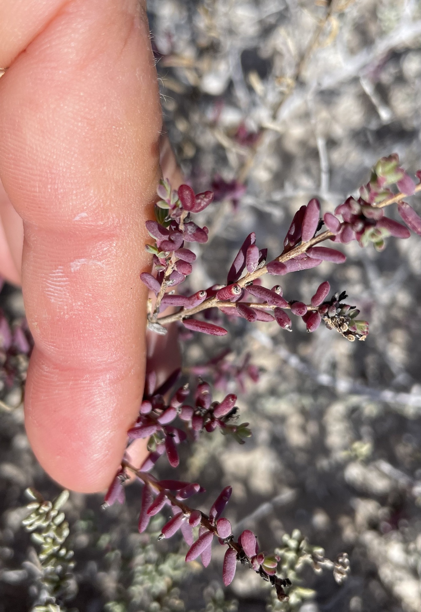 Suaeda nigra (Raf.) J.F.Macbr.