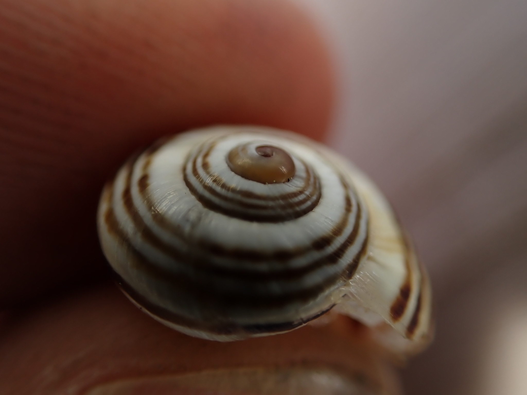 Pseudotachea splendida (Draparnaud, 1801)