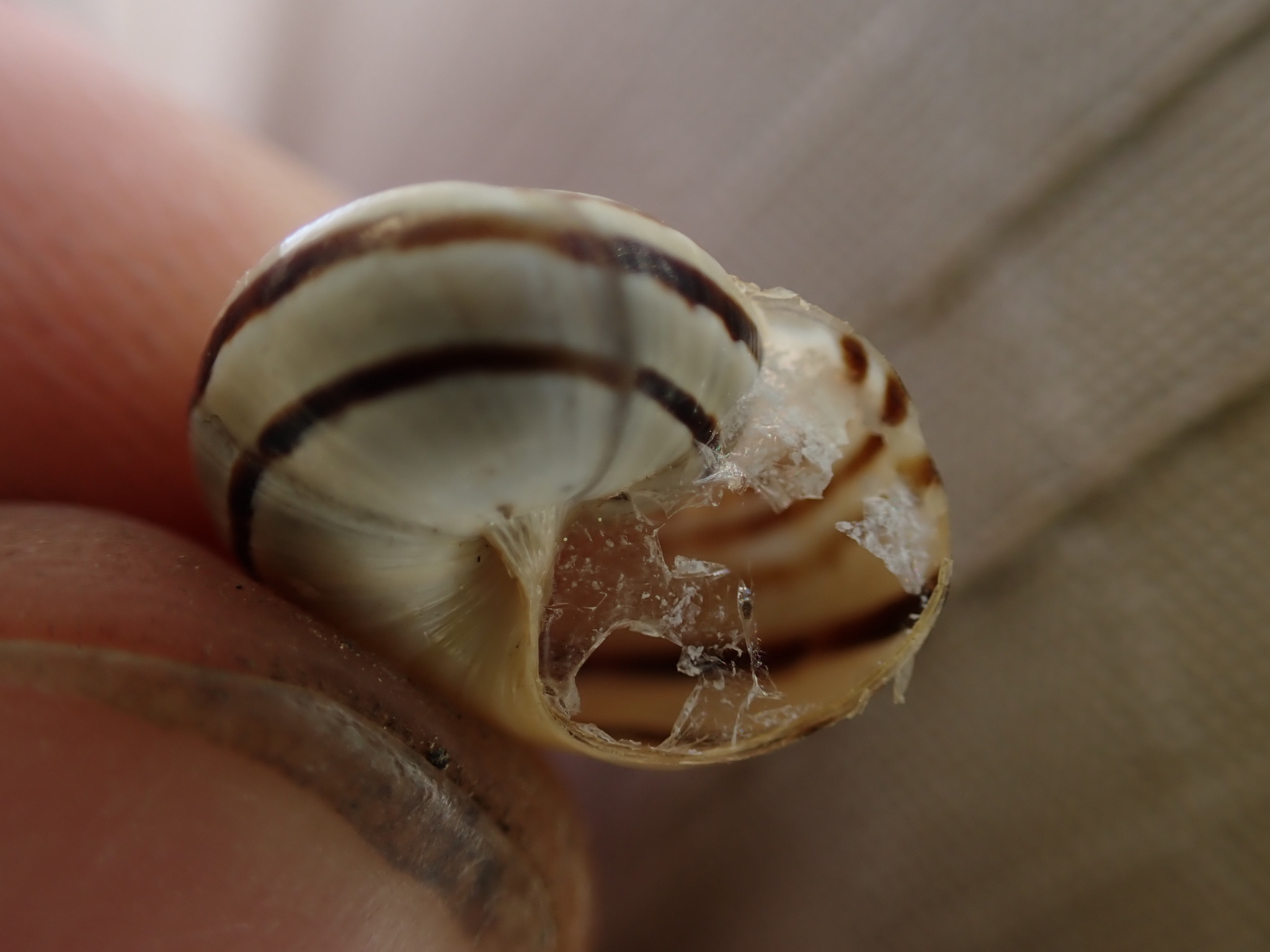 Pseudotachea splendida (Draparnaud, 1801)