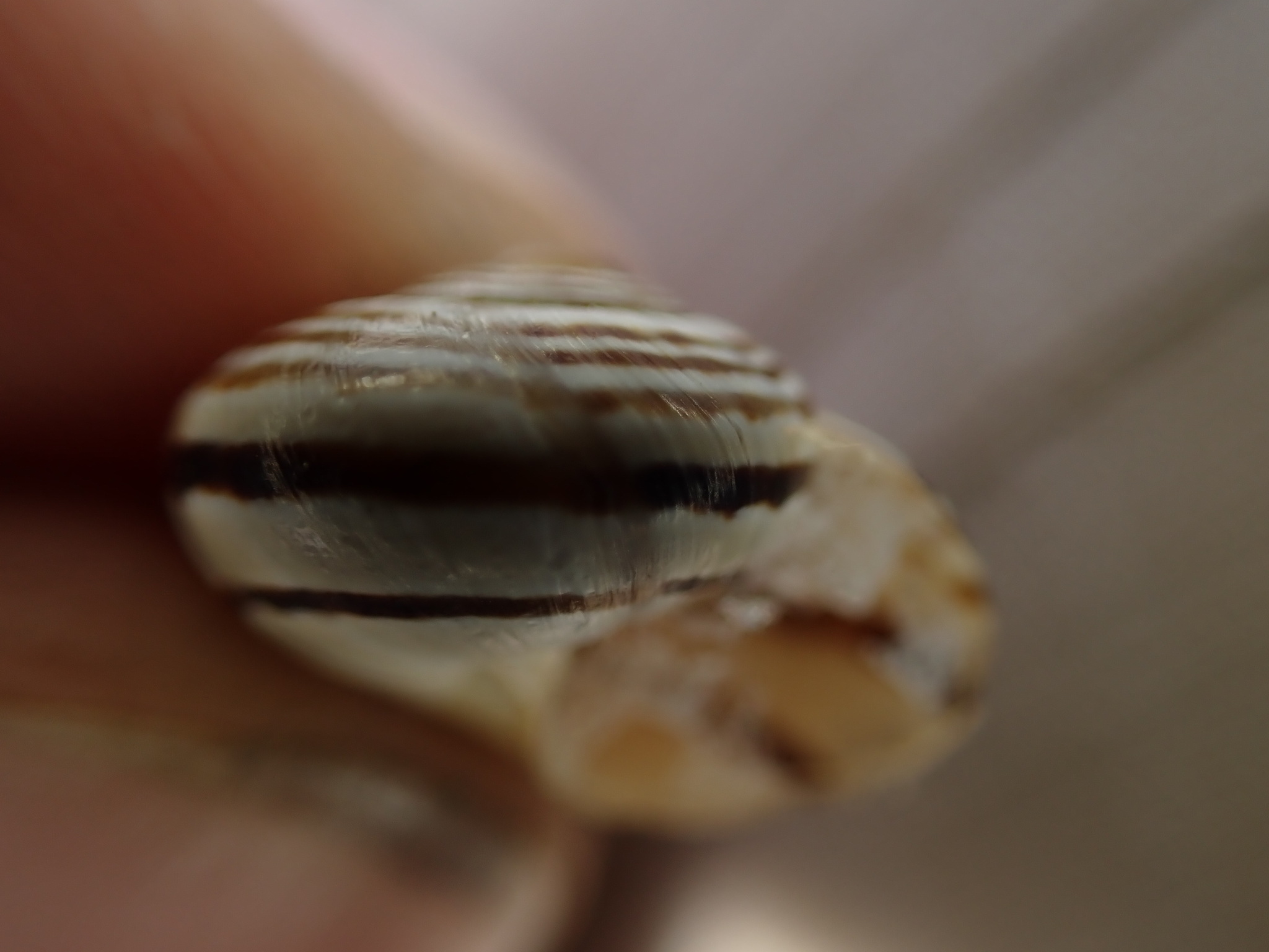 Pseudotachea splendida (Draparnaud, 1801)