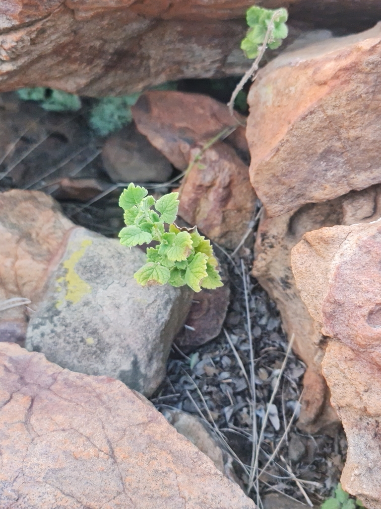 Vicks Plant from Fochville, South Africa on April 1, 2023 at 05:57 PM ...