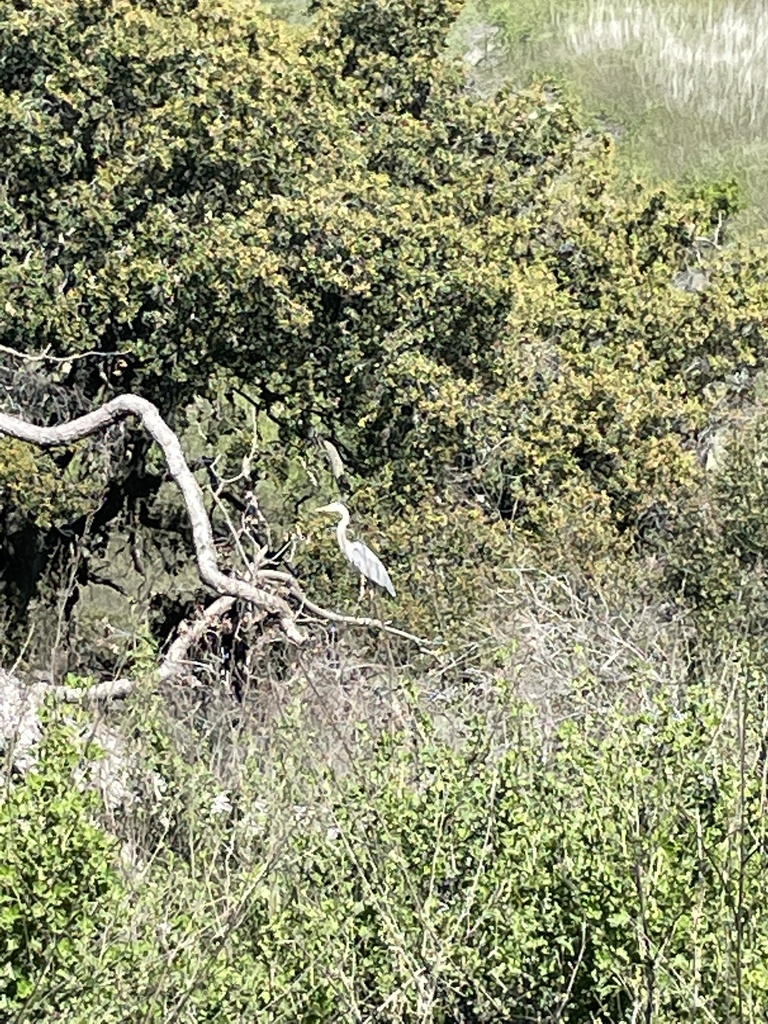 Great Blue Heron from Cheeseboro/Palo Comado Canyon, West Hills, CA, US ...