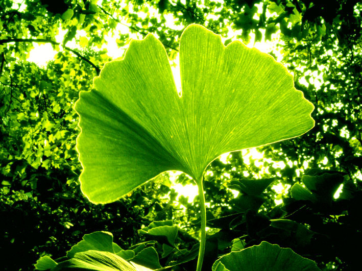 ginkgo family (Ginkgoaceae) - Botanical Realm