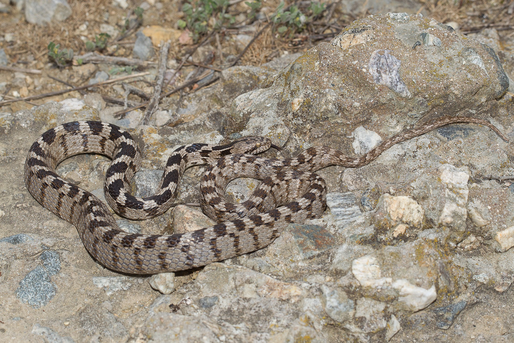 Cat Snake in May 2022 by Ingmar van der Brugge · iNaturalist