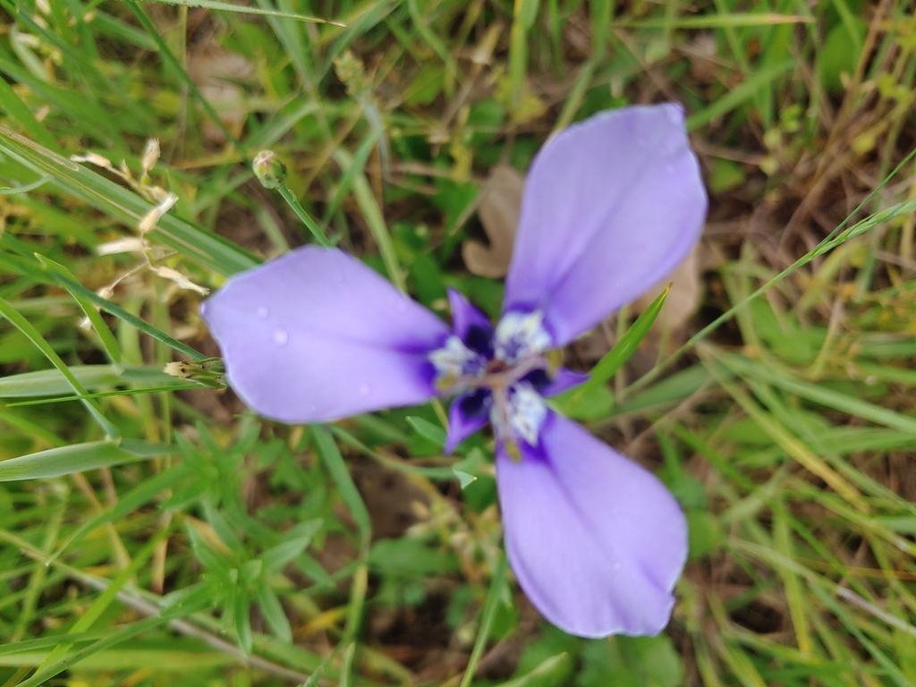 Prairie Nymph from Red Rock, TX 78662, USA on March 26, 2023 at 01:52 ...