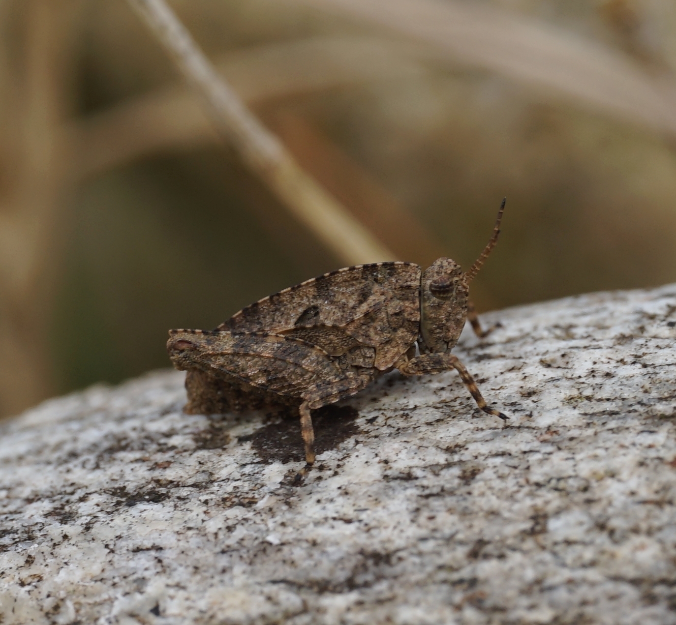 Tetrix tenuicornis (Sahlberg, 1891)
